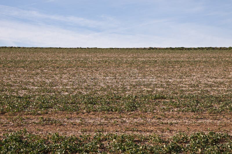 Lonely field stock image. Image of dover, field, landscape - 44339259