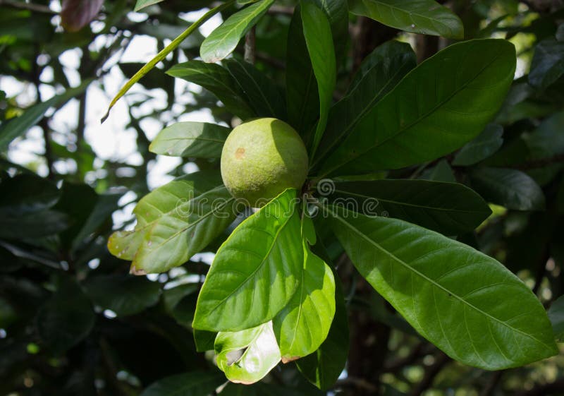 Olosapo Fruit (Couepia Polyandra) Stock Photo - Image of south, florida ...