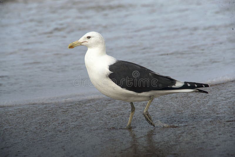 Seagull Walking on the Beach Stock Image - Image of walking, beach ...