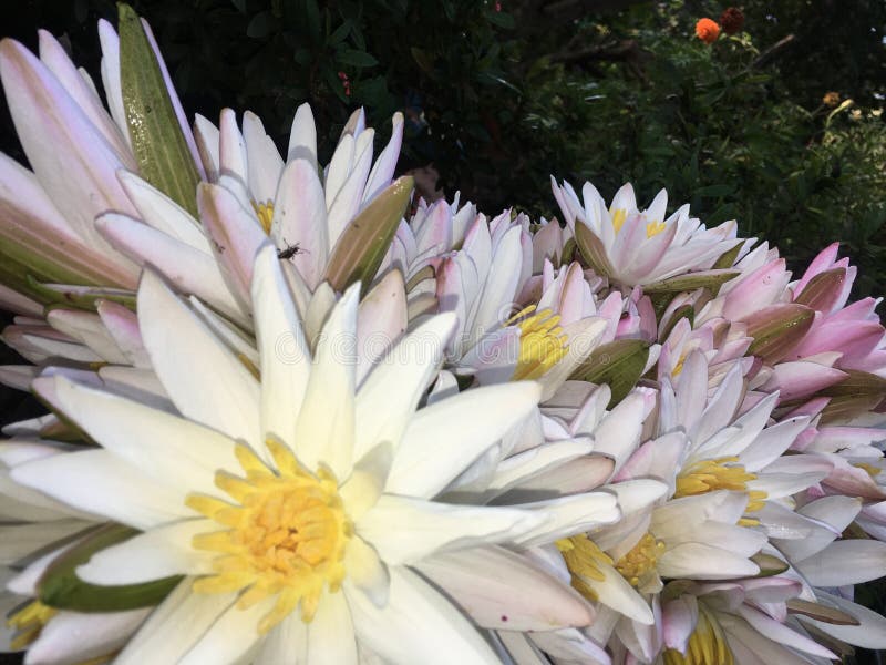 White Olu Flower Stock Photos - Free & Royalty-Free Stock Photos from ...