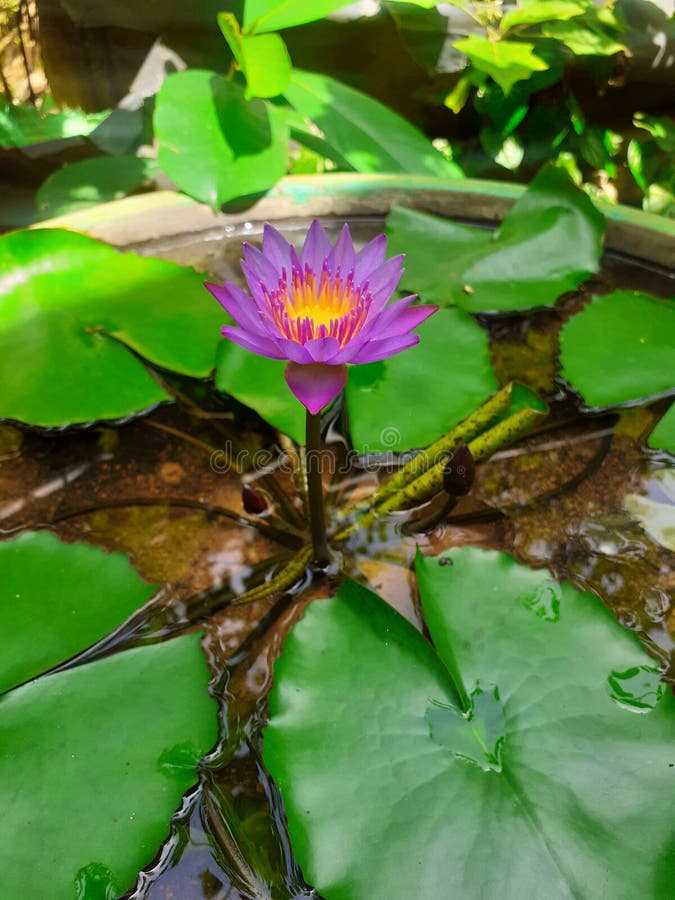Olu from Srilanka Flower Beautiful Stock Image - Image of beautiful ...
