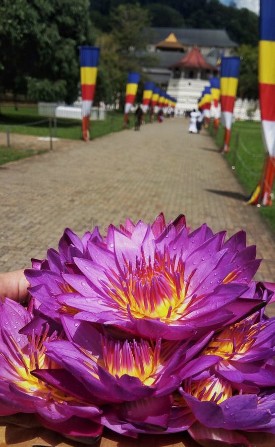 Oluflower Stock Photos - Free & Royalty-Free Stock Photos from Dreamstime