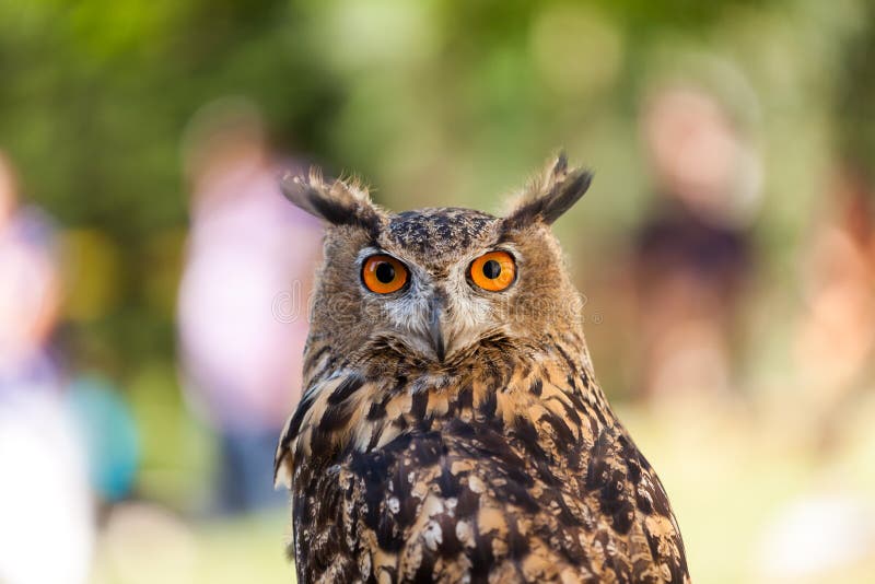 Owl stock image. Image of natural, great, burrow, bill - 28243781