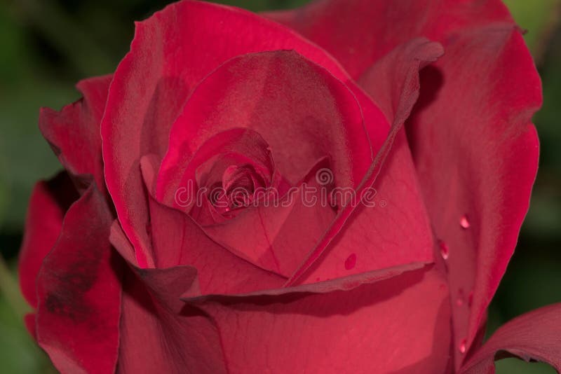 Olympiad Red Rose Flower Stock Photos - Free & Royalty-Free Stock ...