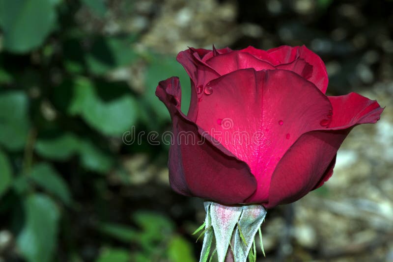 713 Rose Petal Profile Stock Photos - Free & Royalty-Free Stock Photos ...