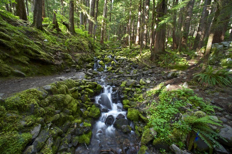 Olympic Forest stock image. Image of olympic, flowing - 28670627