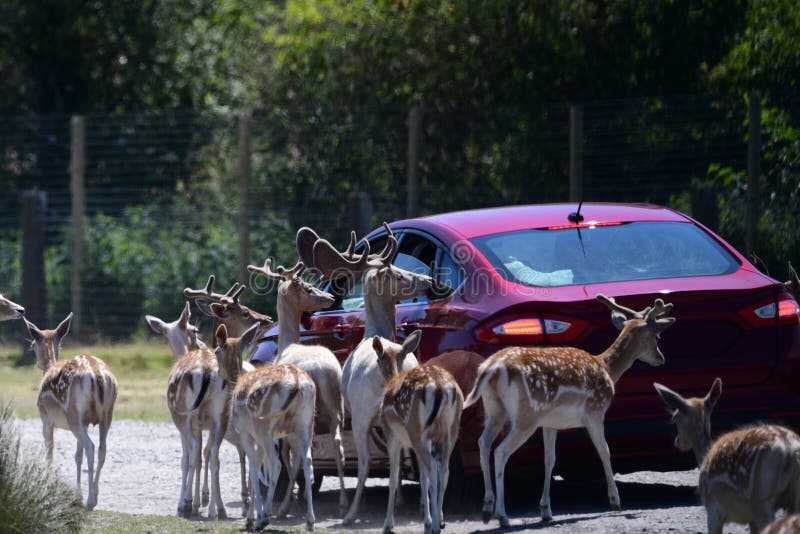 Olympic Game Farm in Sequim, WA Stock Image - Image of fallow, defuca ...