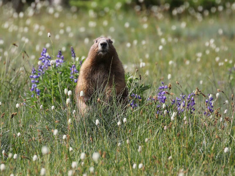 Marmot Standing on Grass in Front of a Rock Stock Image - Image of view ...