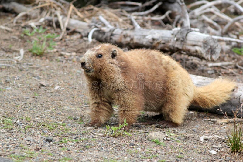 Olympic Marmot (Marmota Olympus) Stock Photo - Image of olympus, park ...