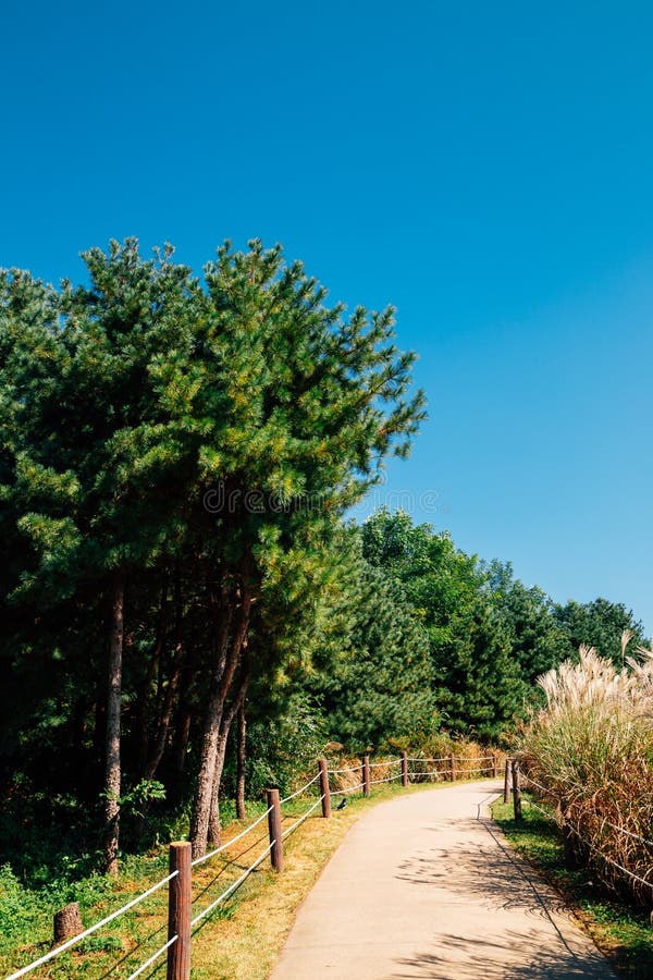 Olympic Park Green Forest Trail in Seoul Korea Stock Image - Image of ...