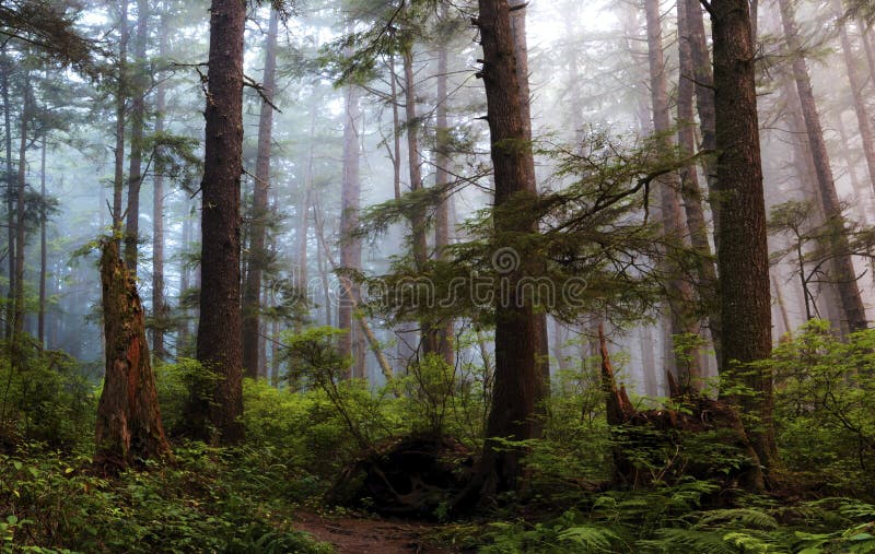 Olympic Peninsula Forest stock image. Image of state - 76216445