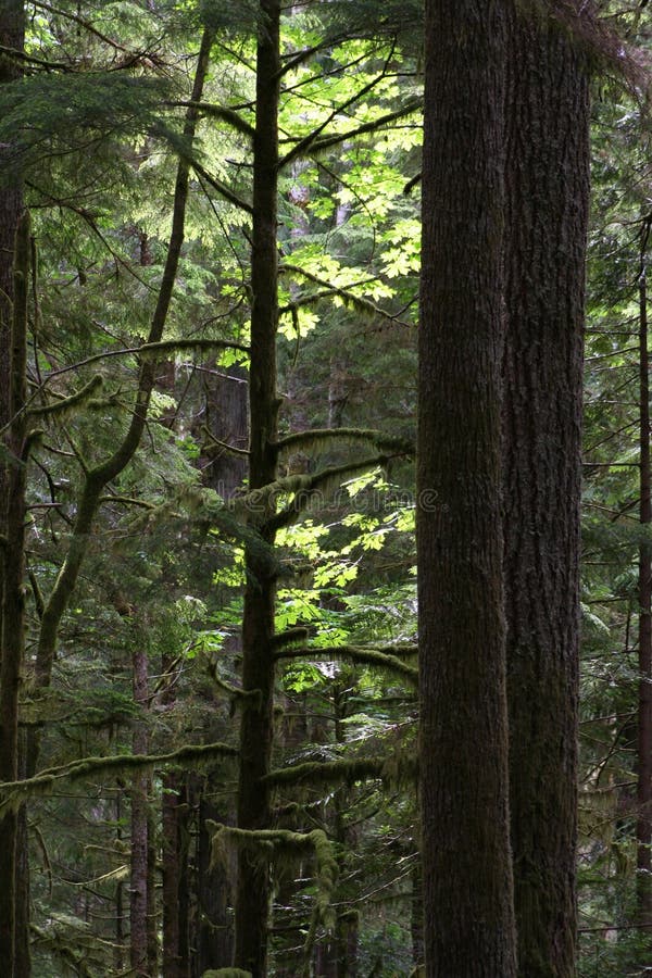 Olympic Peninsula Rain Forest Stock Photo - Image of sunlight, dense ...