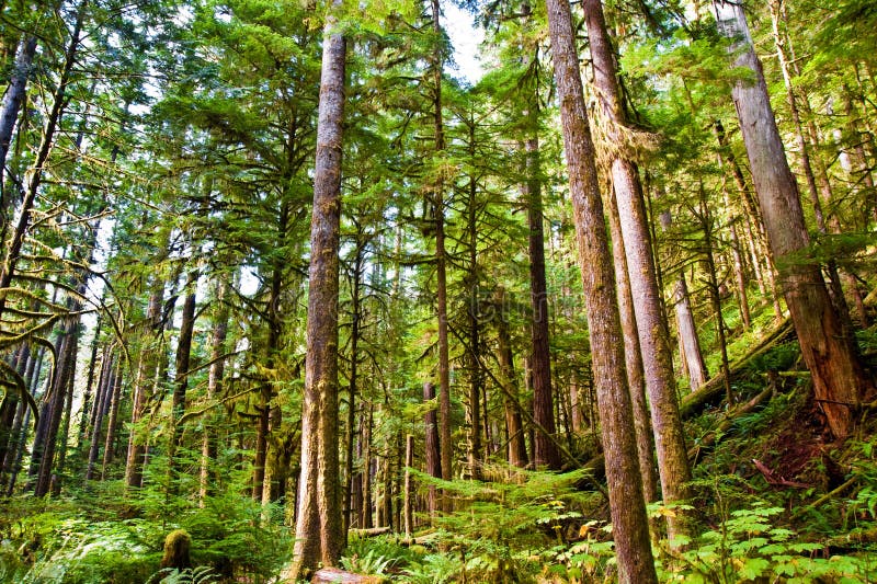 Olympic Peninsula stock photo. Image of washington, nature - 61197778