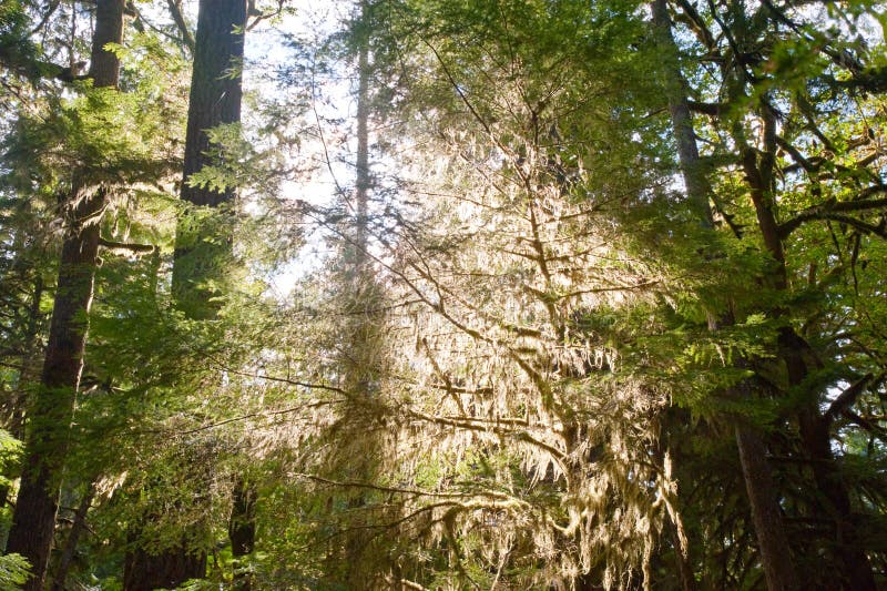 Olympic Peninsula stock image. Image of nature, green - 61197721