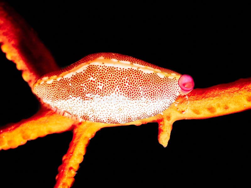 Conch shell underwater stock photo. Image of conch, object - 31899782