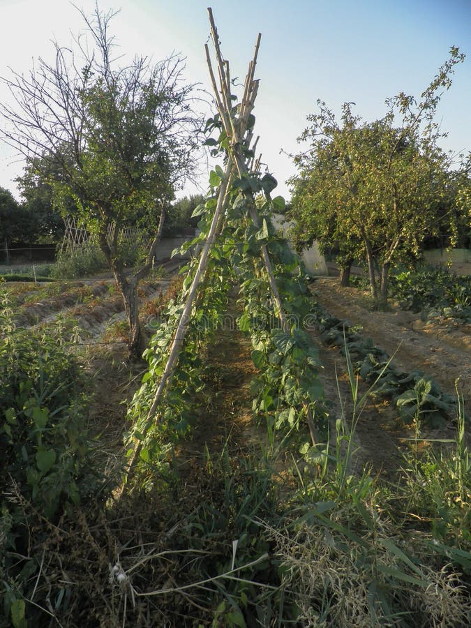 Beanstalk Tepee in the Orchard Stock Image - Image of allotment, land ...