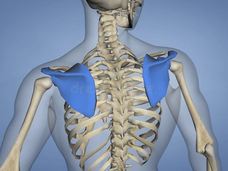 Ejemplo 3D Del Omóplato De La Anatomía De Los Dolores Comunes Del Hueso ...