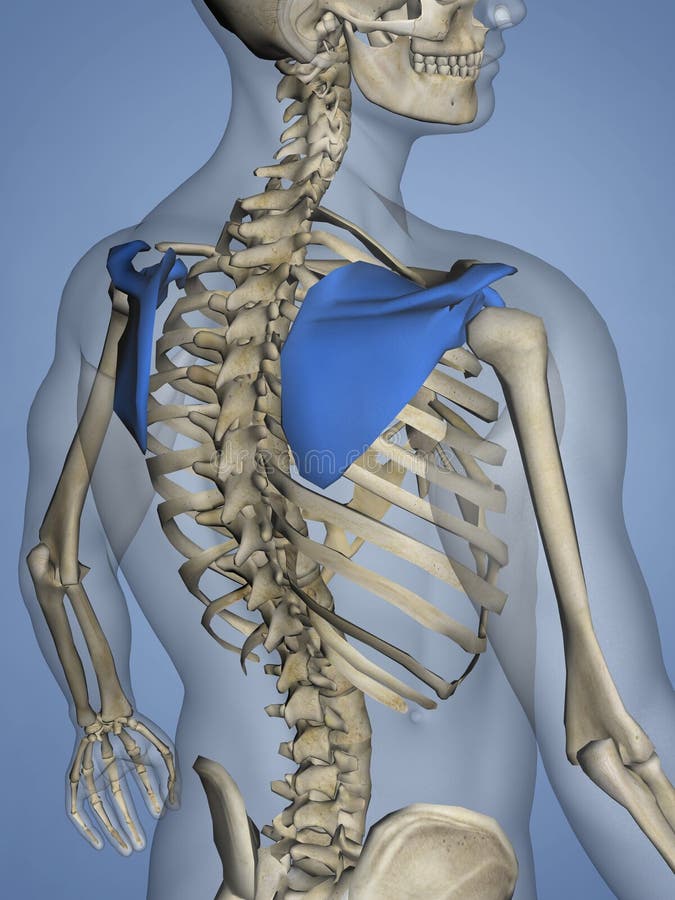 Omóplato M-SKEL-SCAPULA 5, Modelo 3D Stock de ilustración - Ilustración ...