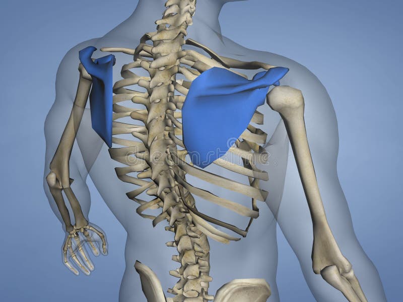 Omóplato M-SKEL-SCAPULA 3, Modelo 3D Stock de ilustración - Ilustración ...