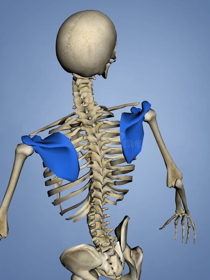 Omóplato M-SKEL-SCAPULA 11, Modelo 3D Stock de ilustración ...