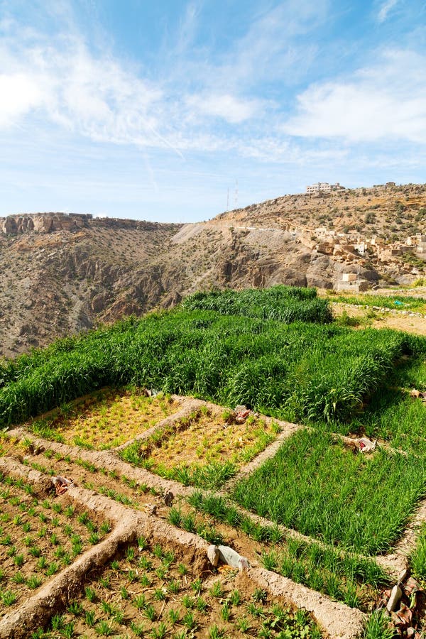 Oman Rice Paddy stock photo. Image of irrigation, paddies - 7661180