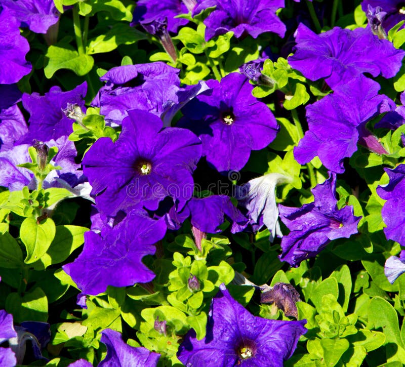 In oman flowers and garden stock image. Image of campanulacea - 70742355