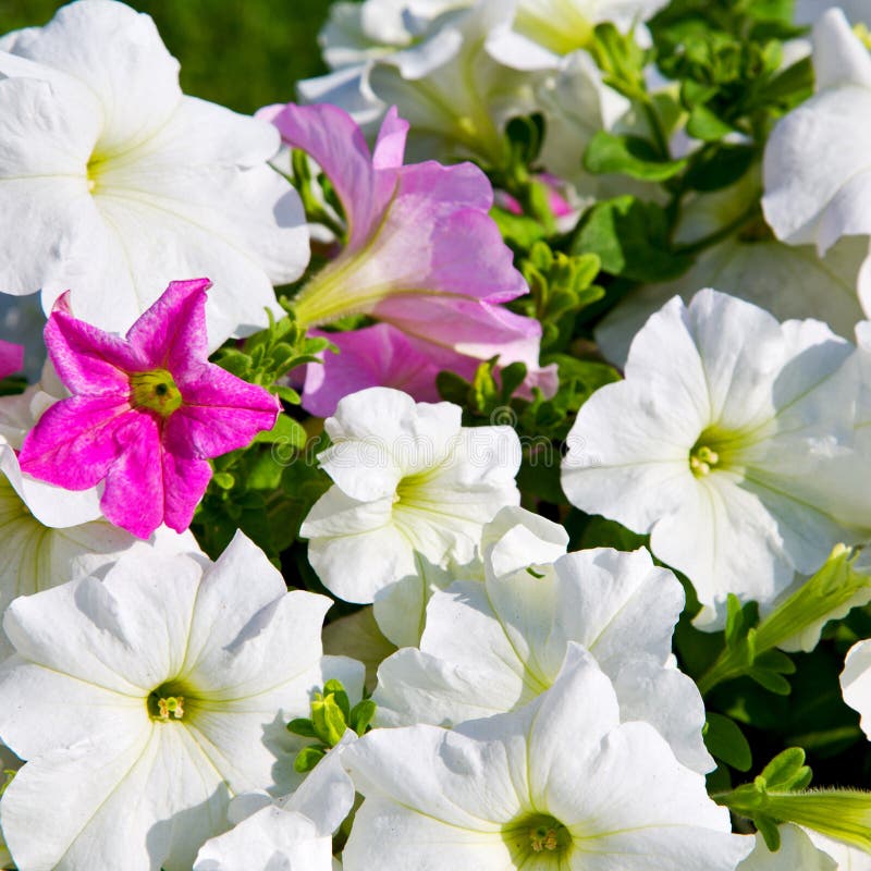 Oman Flowers Garden Spring Colors Stock Photos - Free & Royalty-Free ...