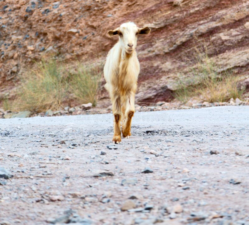 In Oman Goat Alone Near the Rock and Bush Stock Image - Image of ...