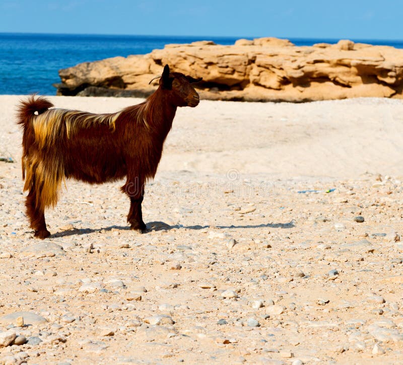Oman Goat Alone Bush Stock Photos - Free & Royalty-Free Stock Photos ...