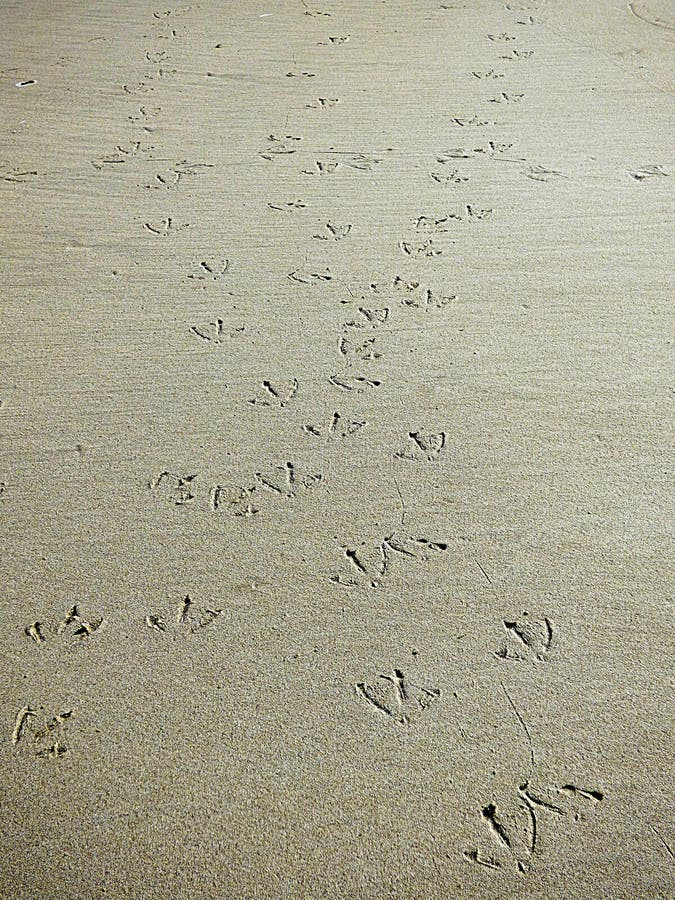 Oman, Salalah, the Beach, Gull Footprints Stock Image - Image of muscat ...