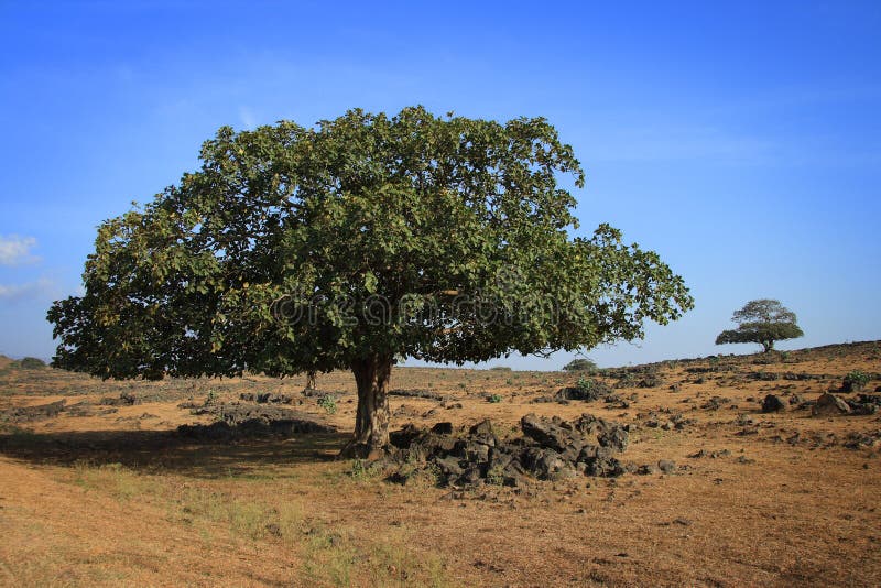 Oman: Trees in Dhofar stock photo. Image of plateau, arabia - 12154252