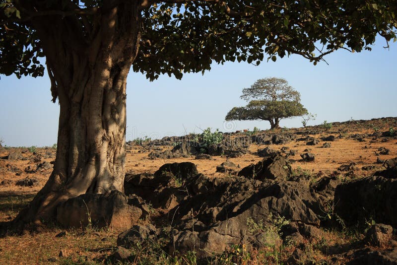 Oman: Trees in Dhofar stock photo. Image of holiday, gulf - 12154288