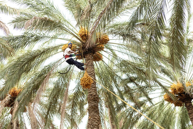 Khajur Ka Ped Clipart Of Children