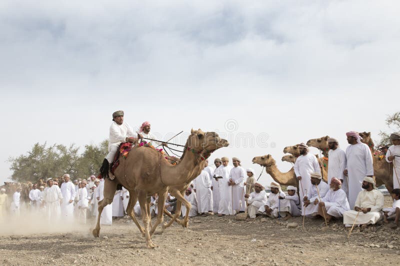 Omani men racing on camels editorial photography. Image of ibri - 113945372