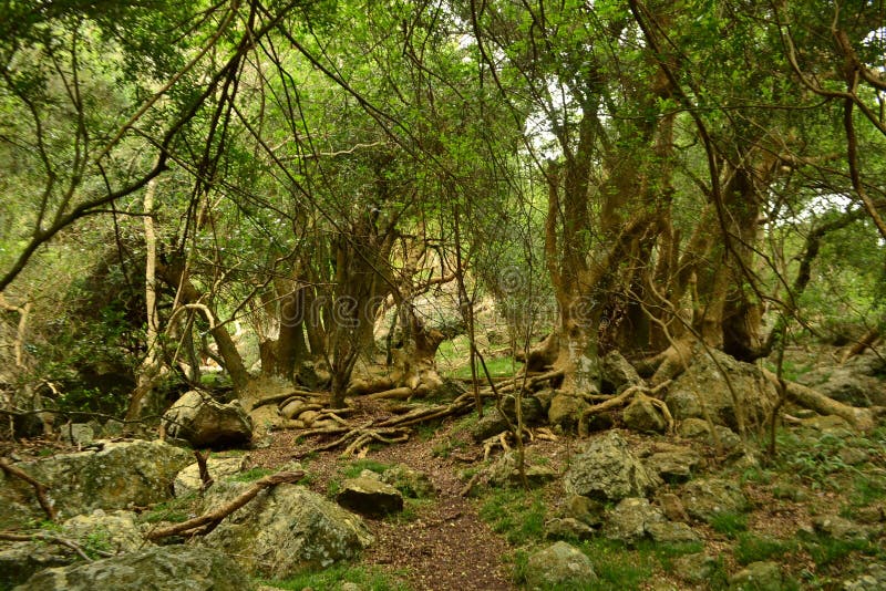 Ombu forest stock photo. Image of lavalleja, green, uruguay - 72226026