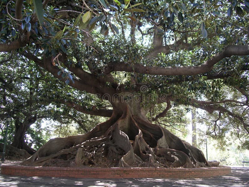 Ombu Tree stock image. Image of hold, ancient, coronilla - 5012649
