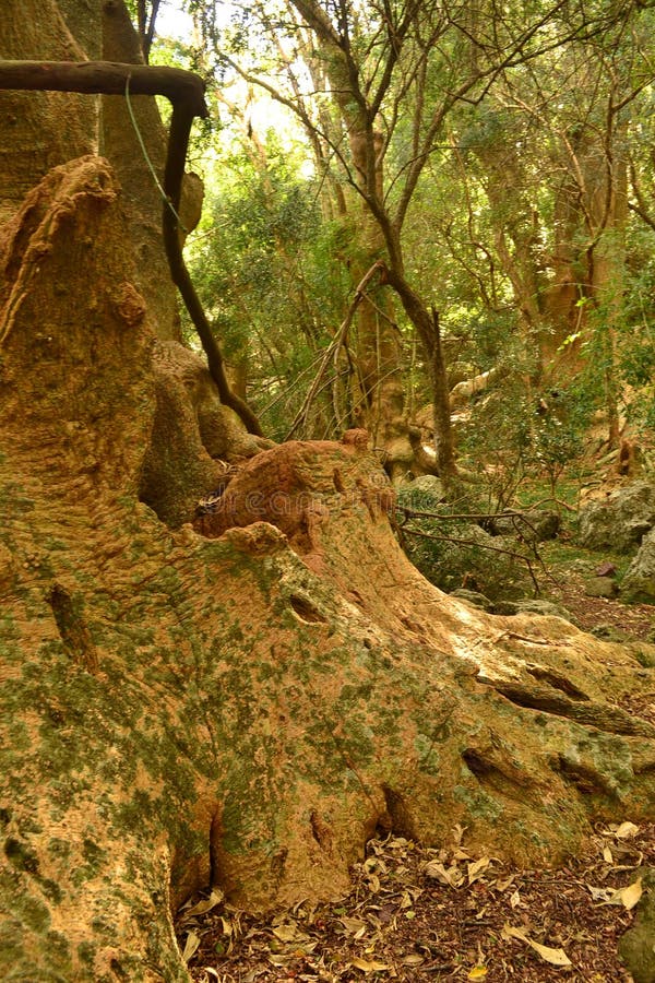 Ombu Tree in Buenos Aires Argentina Stock Photo - Image of root, tree ...