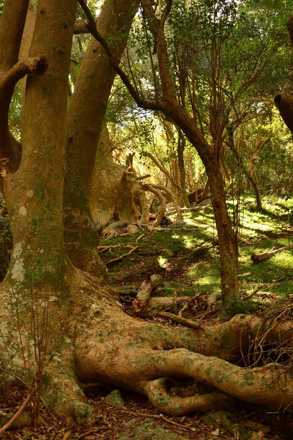 Ombu tree stock photo. Image of rainforest, lavalleja - 97885138