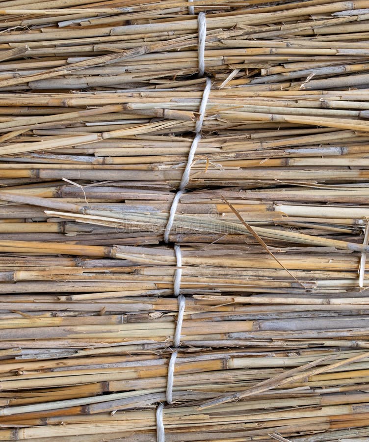 De Textuur Van Het Droge Riet Geel Riet Een Omheining Die Van Riet ...