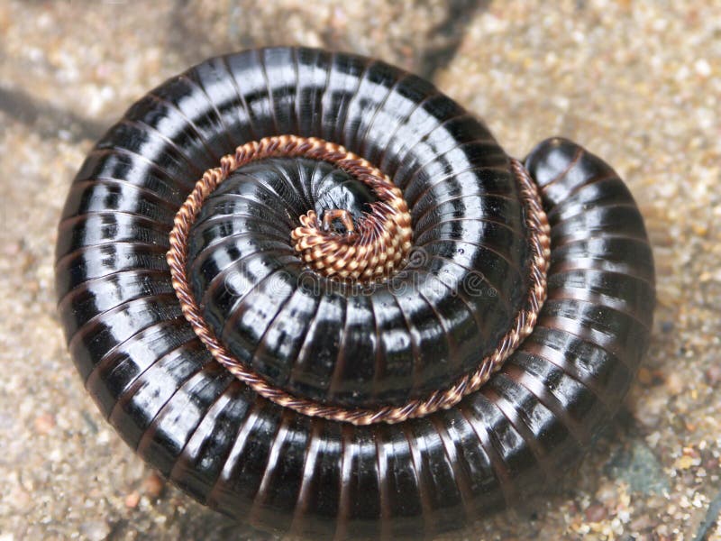 Omhoog Gekrulde Duizendpoot Stock Foto - Image of patroon, pantser: 1358254