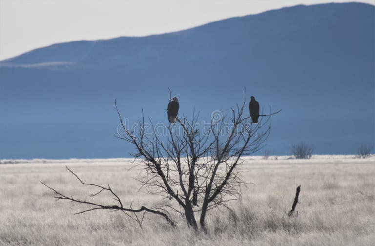 289 Dead Swan Bedfont Stock Photos - Free & Royalty-Free Stock Photos ...