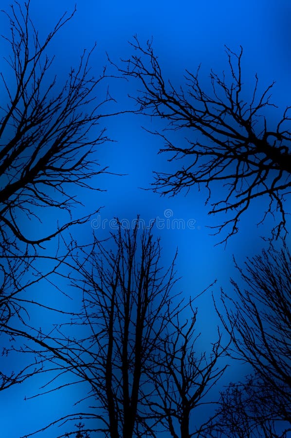Ominous bare trees stock image. Image of trunks, trees - 12403223