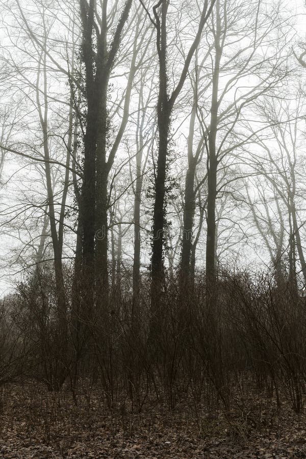 An ominous forest stock image. Image of scary, creepy - 105269059