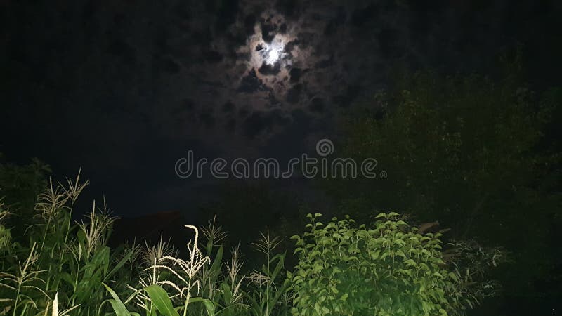Ominous Moon Over Cornfield Stock Image - Image of darkness, leaf ...