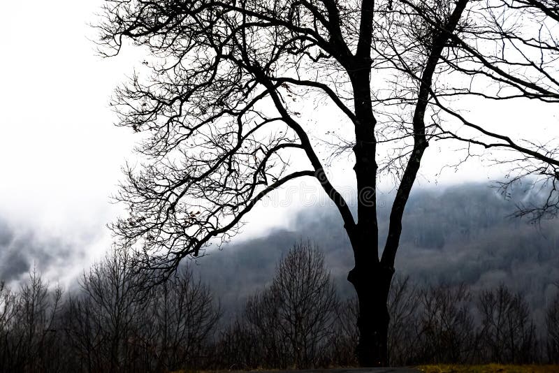 Ominous Silhouetted Tree on a Cold Foggy Morning Stock Photo - Image of ...
