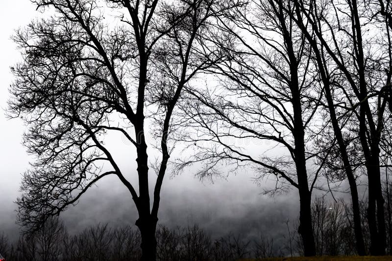 Ominous Silhouetted Tree on a Cold Foggy Morning Stock Photo - Image of ...