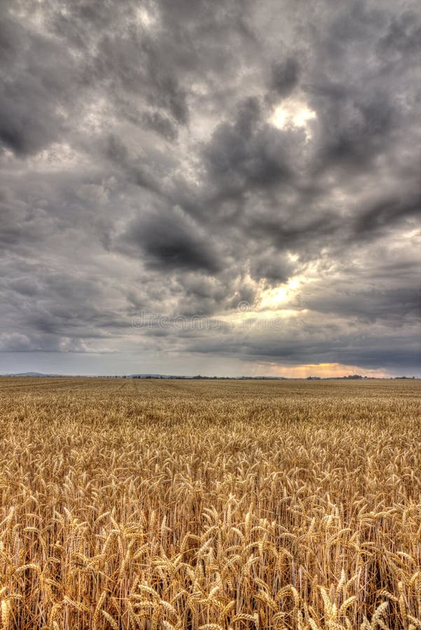 Ominous Sky Above the Field Stock Photo - Image of field, wind: 229003990