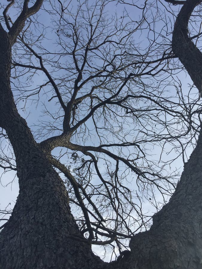 Ominous Tree stock photo. Image of location, tree, ominous - 89225712