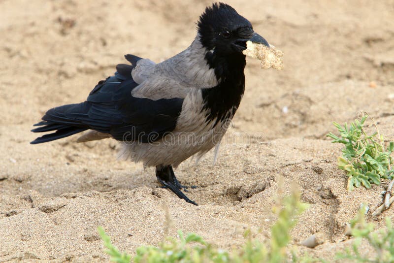 261 Omnivore Crow Stock Photos - Free & Royalty-Free Stock Photos from ...