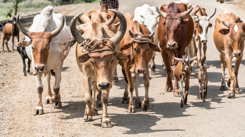 Cows and Cattle in the Omo Valley of Ethiopia Stock Photo - Image of ...